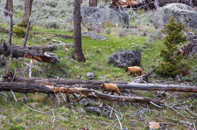 Slough Creek Naturalist Day Hike - FAQ