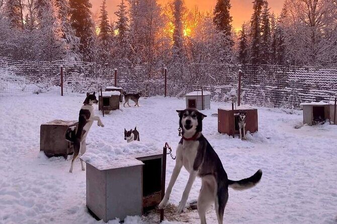 Sluice Box Kennel Experience - What’s the Experience All About?