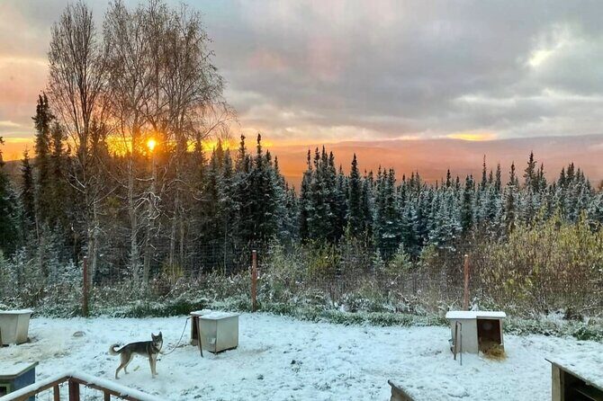 Sluice Box Kennel Experience - The Value for Travelers