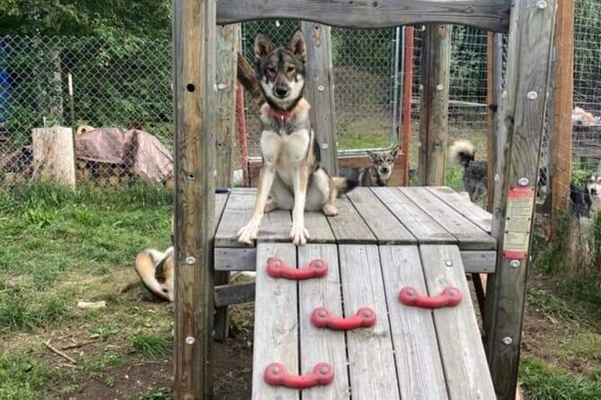 Sluice Box Kennel Experience - The Sum Up