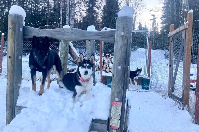 Sluice Box Kennel Experience - FAQs