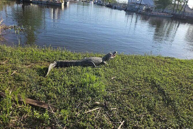 Small Airboat Tour with Transportation Must Do in New Orleans - FAQ