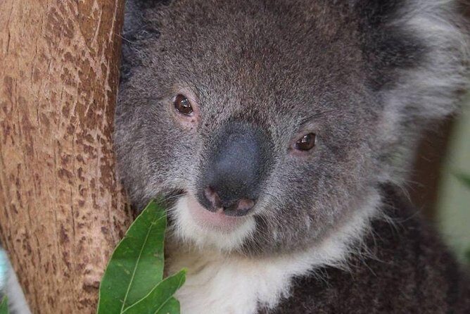 Small All-Inclusive Blue Mountains, Scenic World, Lunch, Cruise - FAQ
