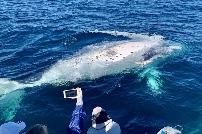 Small Boat Whale Watching Tour in Gold Coast - Key Points