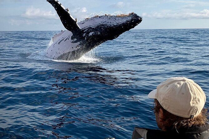 Small Boat Whale Watching Tour in Gold Coast - An In-Depth Look at the Tour