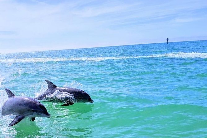 Small Group 2 Hour Dolphin Cruise with Snorkeling to Shell Key - Why Choose This Tour?