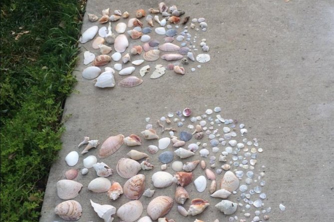 Small Group 2 Hour Dolphin Cruise with Snorkeling to Shell Key - FAQs