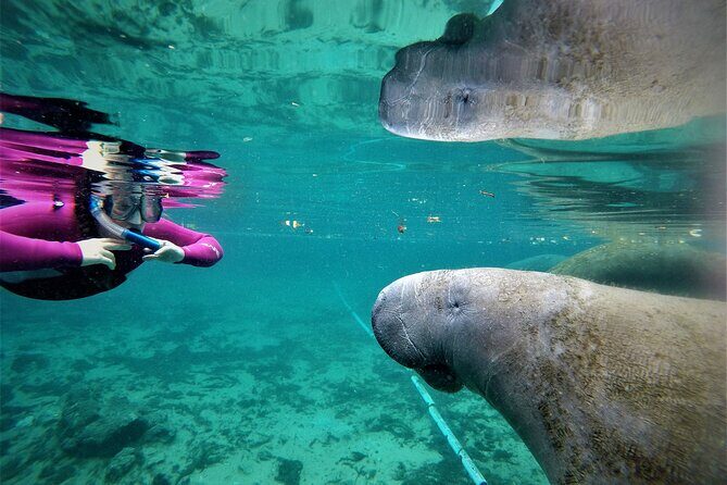 Small Group 6 Passenger Manatee Swim - Key Points
