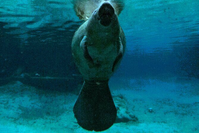 Small Group 6 Passenger Manatee Swim - What You Can Expect on the Tour
