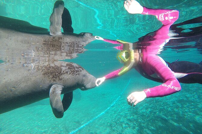 Small Group 6 Passenger Manatee Swim - Practical Tips for Travelers