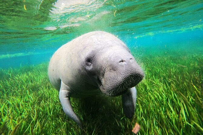 Small Group 6 Passenger Manatee Swim - FAQ