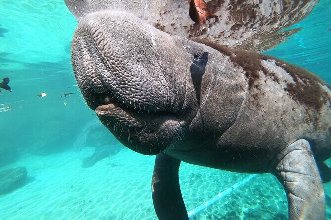 Small Group 6 Passenger Manatee Swim - Final Thoughts