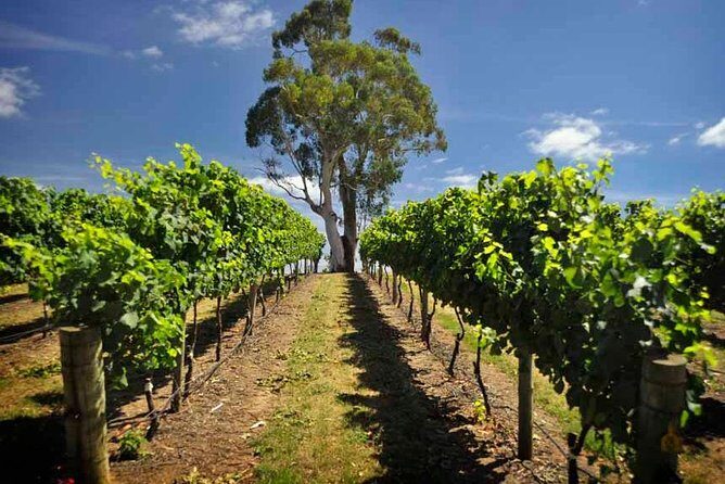 Small Group Adelaide Hills and Hahndorf Hideaway Tour from Adelaide - A Practical Look at the Adelaide Hills and Hahndorf Tour