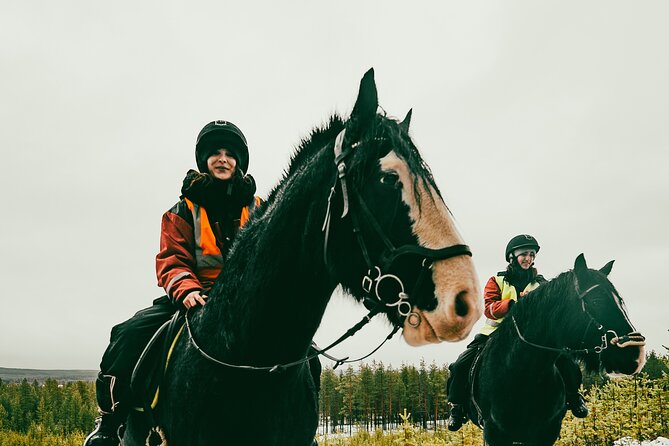Small-Group Arctic Circle Horse Riding from Rovaniemi - Final Thoughts