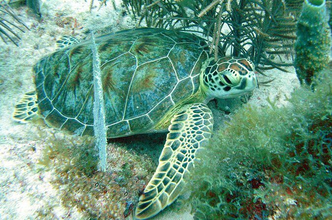 Small-Group Aruba Scuba Diving for Non-Certified Divers - The Reviews: Authentic insights from travelers