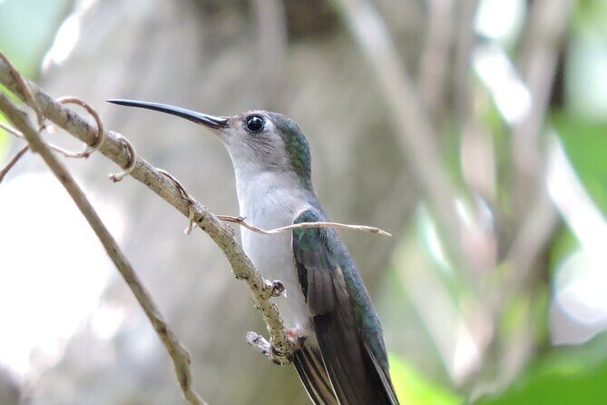 Small-Group Birdwatching Sian Kaan with professional guide - A Close-Up Look at the Small-Group Birdwatching Tour in Sian Kaan