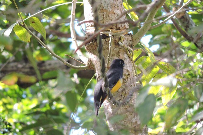 Small-Group Birdwatching Sian Kaan with professional guide - Itinerary Breakdown and What You Can Expect
