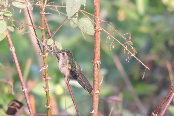 Small-Group Birdwatching Sian Kaan with professional guide - Practical Tips for Your Birdwatching Adventure