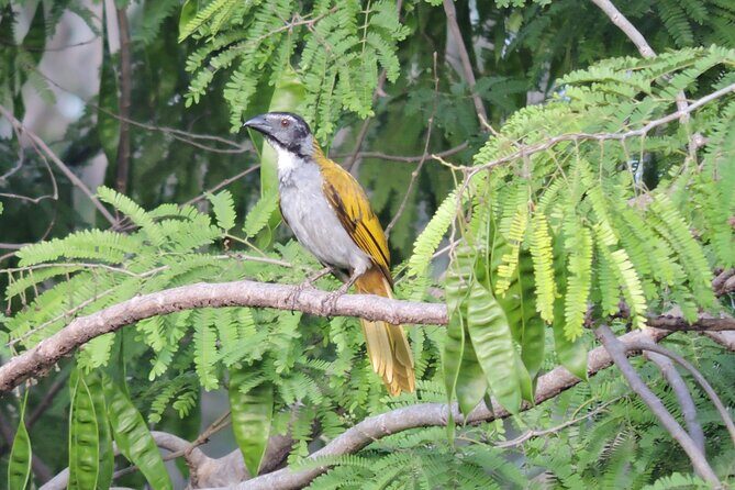 Small-Group Birdwatching Sian Kaan with professional guide - Cancellation Policy and Flexibility