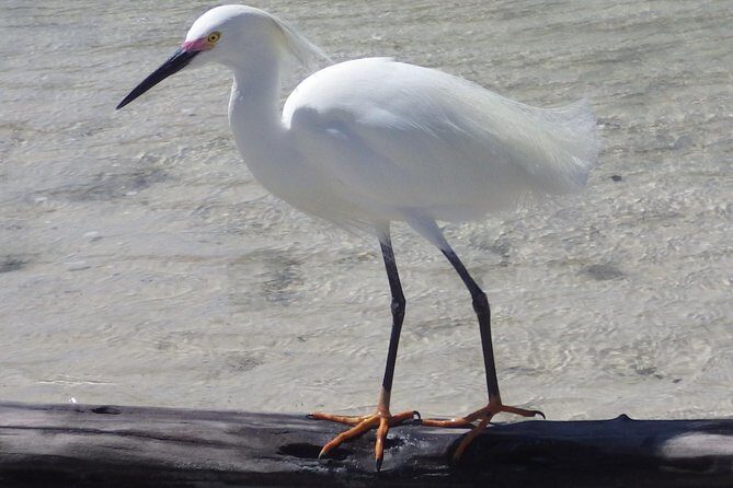 Small Group Boat, Kayak and Walking Guided Eco Tour Everglades - The Real Value of This Tour
