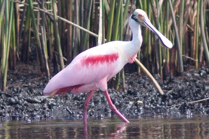 Small Group Boat, Kayak and Walking Guided Eco Tour Everglades - Who Should Consider This Tour?