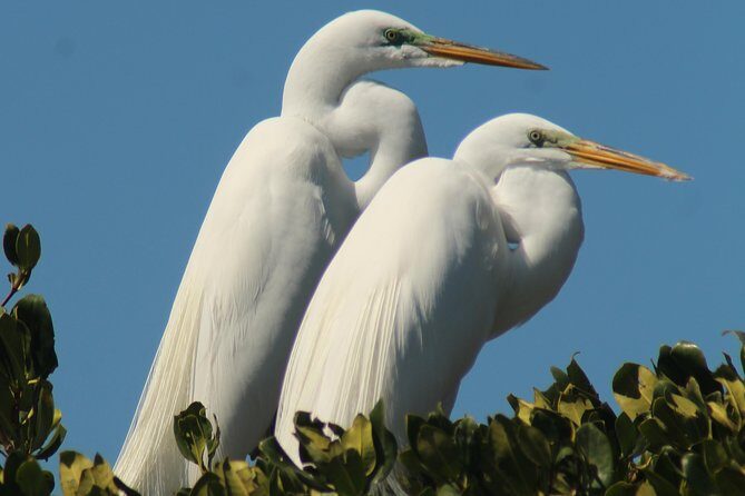 Small Group Boat, Kayak and Walking Guided Eco Tour Everglades - Final Thoughts