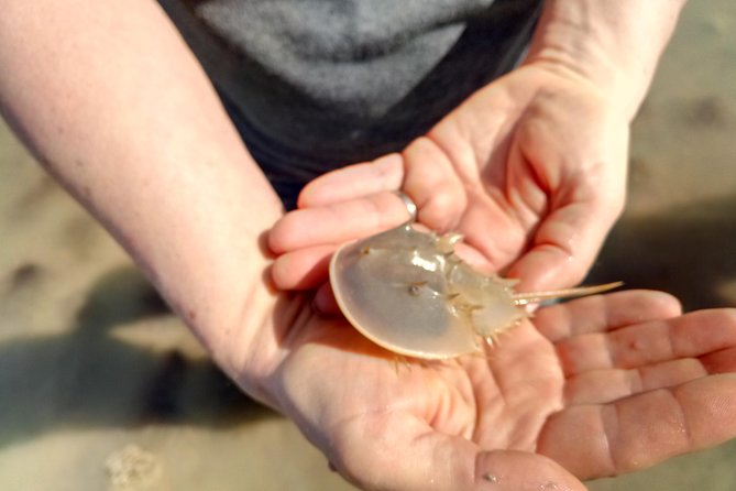 Small Group Boat, Kayak and Walking Guided Eco Tour in Everglades National Park - Kayaking and Hiking Through Diverse Ecosystems