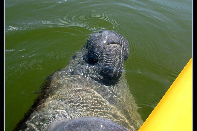 Small Group Boat, Kayak and Walking Guided Eco Tour in Everglades National Park - Additional Tour Details and Considerations