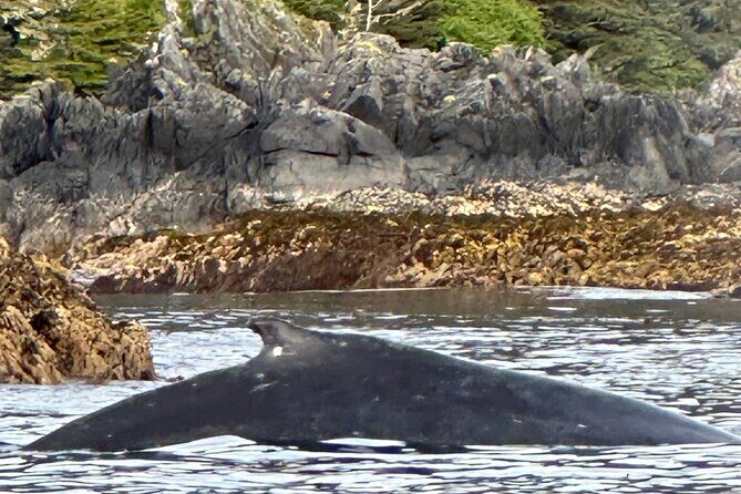 Small Group Boat Tour of Sitka - What to Expect from This Sitka Boat Tour