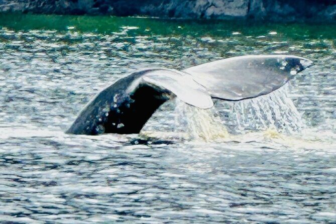 Small Group Boat Tour of Sitka - Final Thoughts