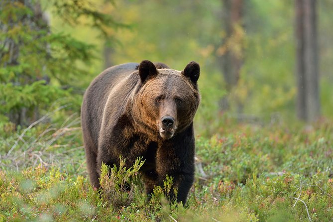 Small-Group Brown Bear-Watching Experience from Brasov - Discover Romania’s Wildlife: Small-Group Brown Bear-Watching from Brasov
