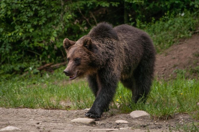 Small-Group Brown Bear-Watching Experience from Brasov - Transport, Timing, and Practicalities