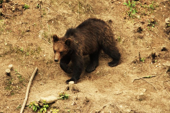 Small-Group Brown Bear-Watching Experience from Brasov - Authenticity and Reviews: What Travelers Say