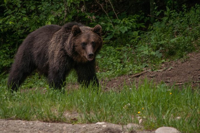 Small-Group Brown Bear-Watching Experience from Brasov - Who Will Appreciate This Tour?