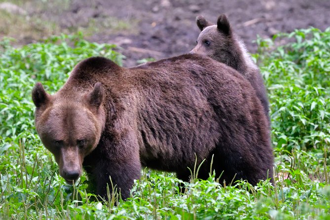 Small-Group Brown Bear-Watching Experience from Brasov - Final Thoughts