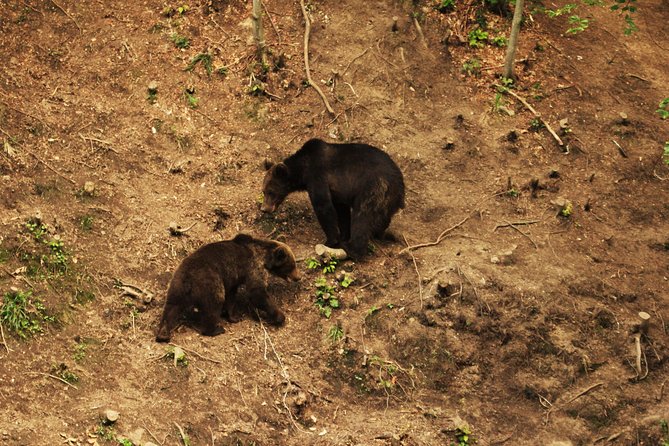 Small-Group Brown Bear-Watching Experience from Brasov - FAQ
