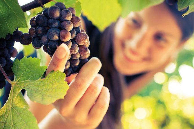Small Group Brunello Di Montalcino Wine Tour From Siena - Montalcino Exploration