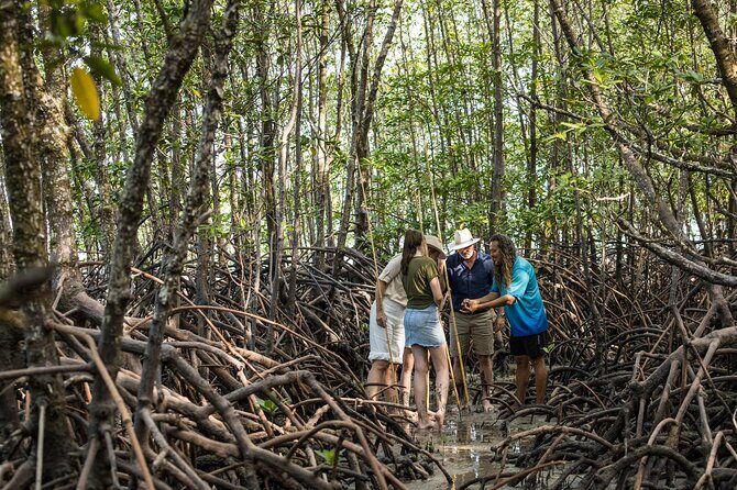 Small Group Daintree Rainforest and Aboriginal Coastal Adventure - Key Points