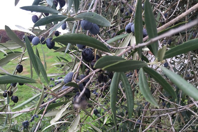 Small group Day Trip to Evora and Monsaraz from Lisbon with wine tasting - Practical Considerations