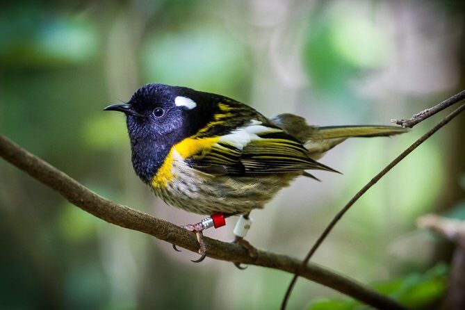 Small Group Daytime 2-Hour Eco Wildlife Tour at Zealandia - What the Reviews Say