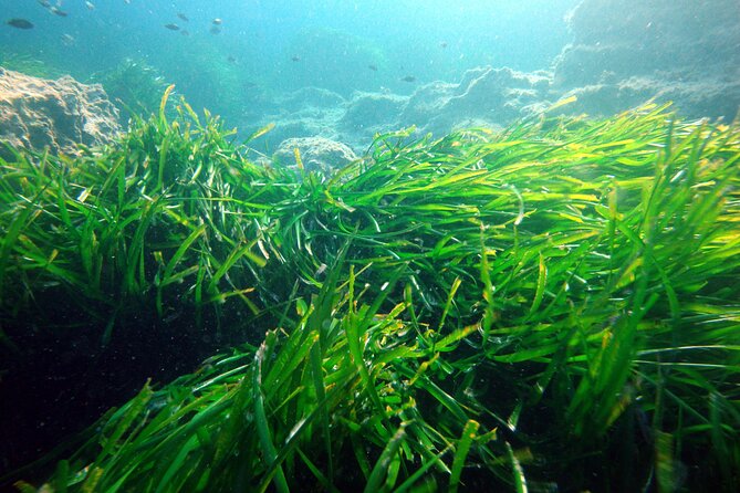 Small Group Diving Adventure in Menorca - Who Is This Tour Best For?