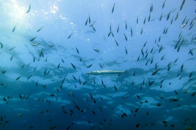 Small Group Diving Baptism in Girona - What to Bring for Your Dive