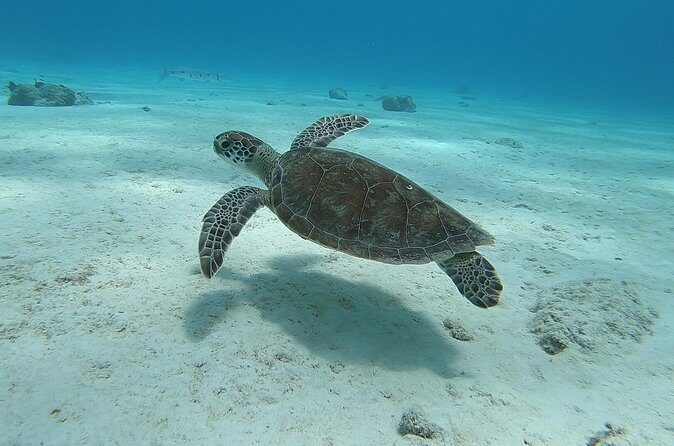 Small Group Diving experience in Caribbean - Pricing and Value