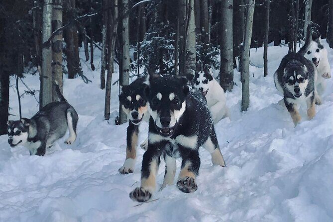 Small-Group Dog Sledding Experience in Sterling - What Makes This Dog Sledding Tour Special?