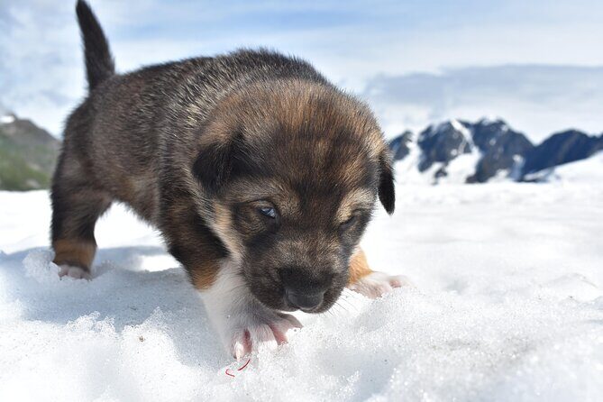 Small-Group Dog Sledding Experience in Sterling - The Value of the Tour