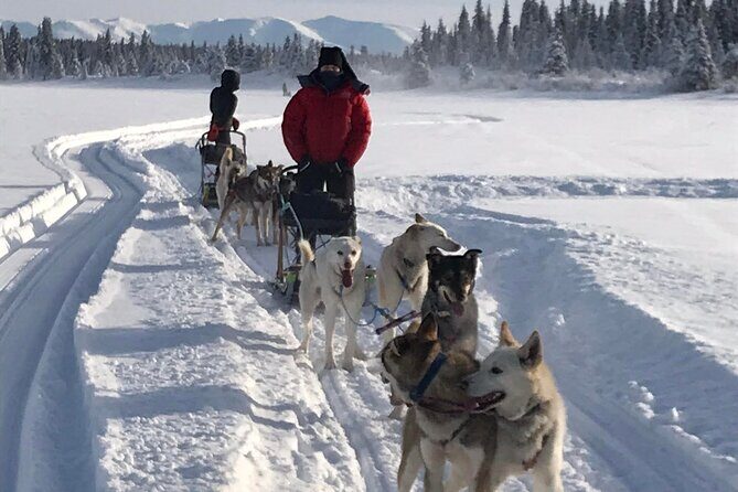 Small-Group Dog Sledding Experience in Sterling - Authenticity and Authentic Experiences