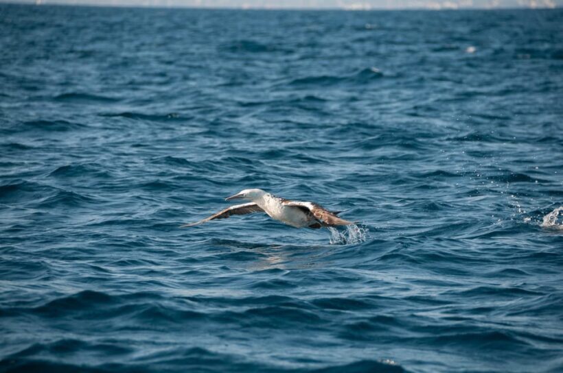 (Small Group) Dolphin & Marine Wildlife Watching Tour - Key Points