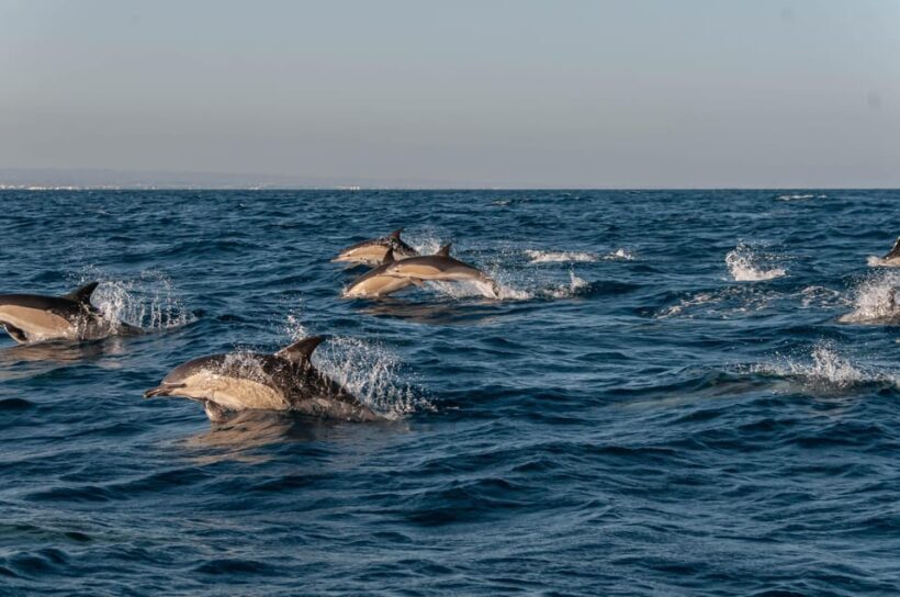 (Small Group) Dolphin & Marine Wildlife Watching Tour - Exploring the Algarve Coast and Ria Formosa