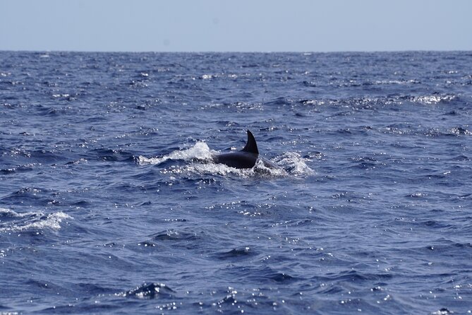Small Group Dolphin Sunset Tour on Electric Sailing Boat Denia - Why This Tour Offers Great Value