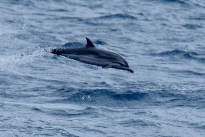 Small Group Dolphin Sunset Tour on Electric Sailing Boat Denia - Final Thoughts